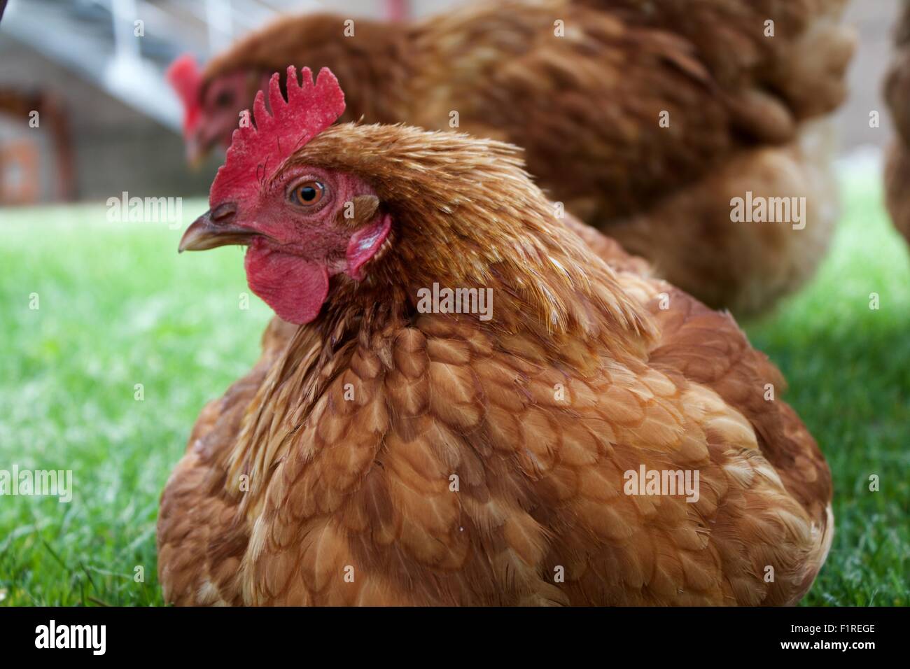 Old hens hi-res stock photography and images - Alamy