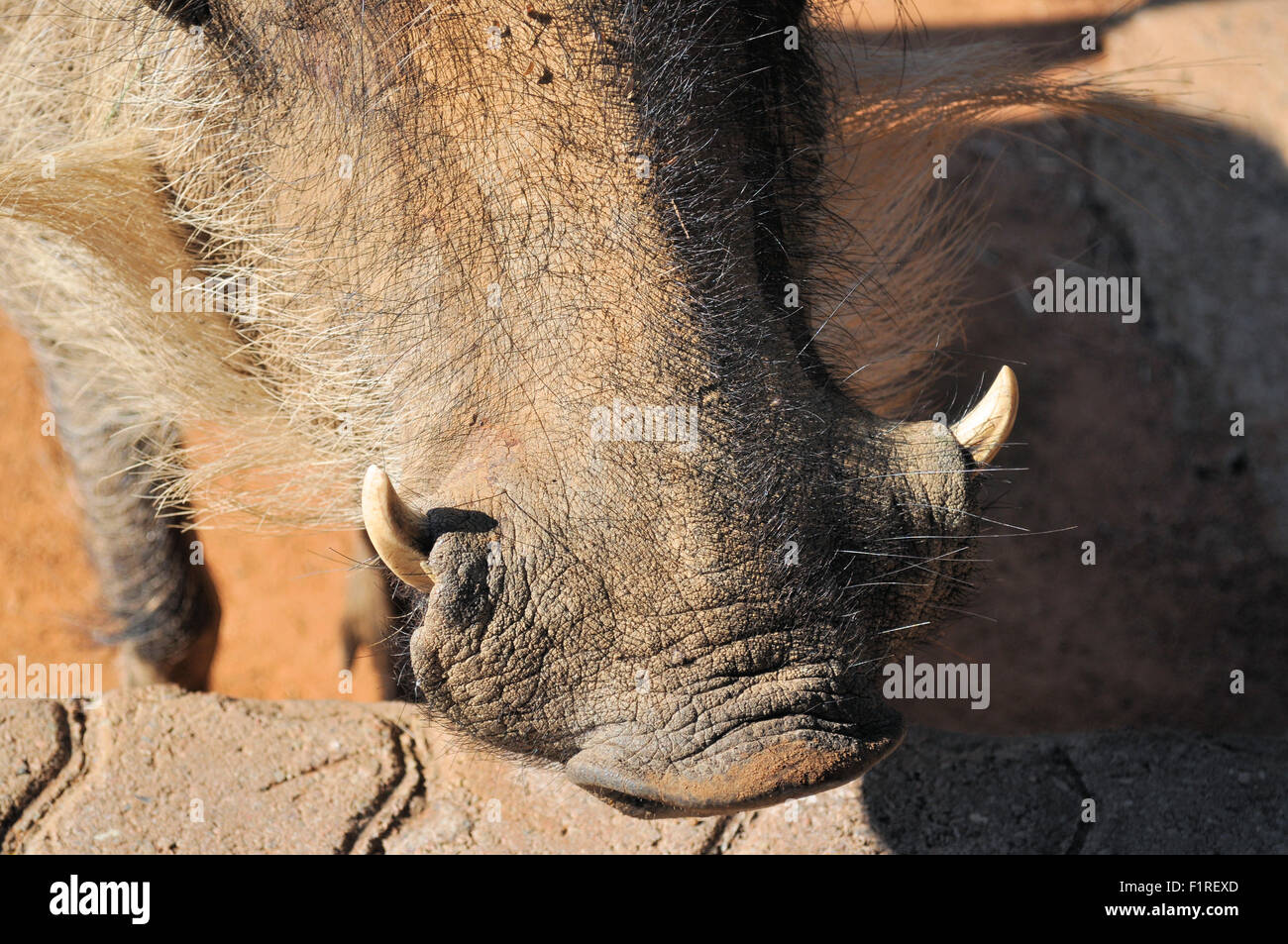 Close up warthog hi-res stock photography and images - Alamy