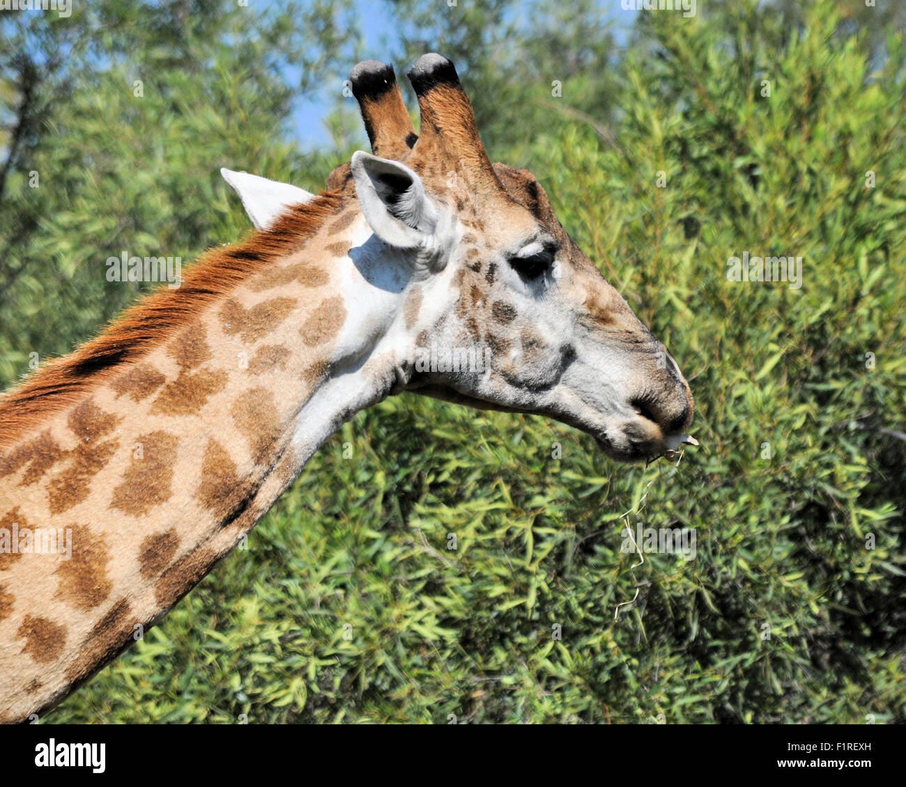 Giraffe profile hi-res stock photography and images - Alamy
