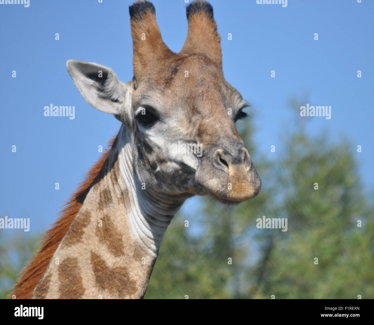 Giraffe eyelashes hi-res stock photography and images - Alamy