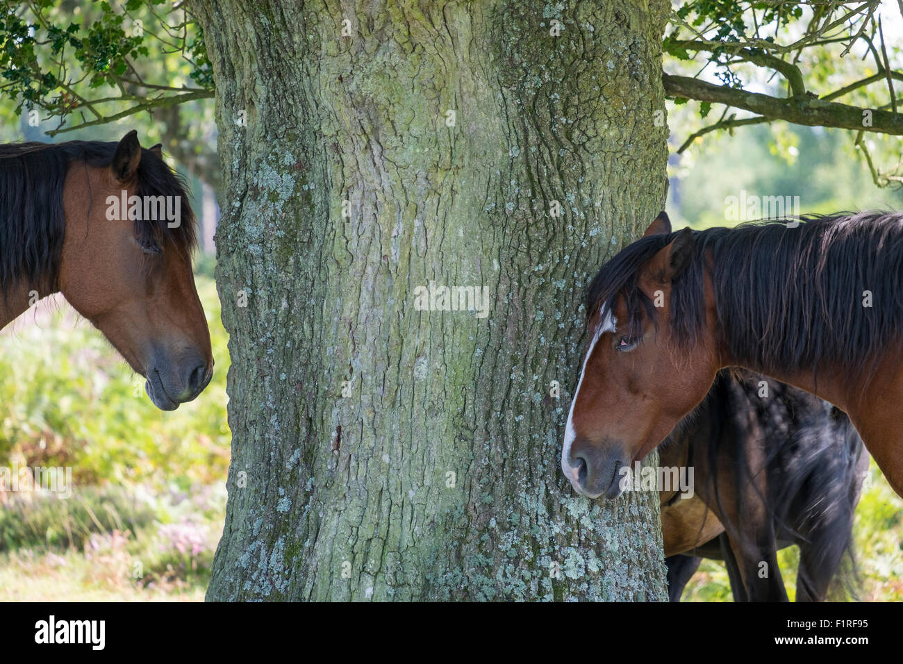 Chestnut coloured hi-res stock photography and images - Alamy