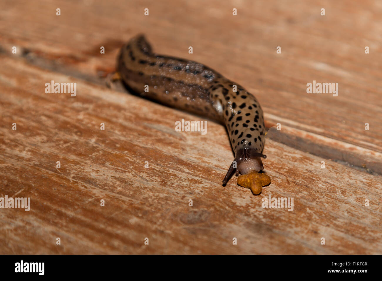Leopard slug on white hi-res stock photography and images - Alamy
