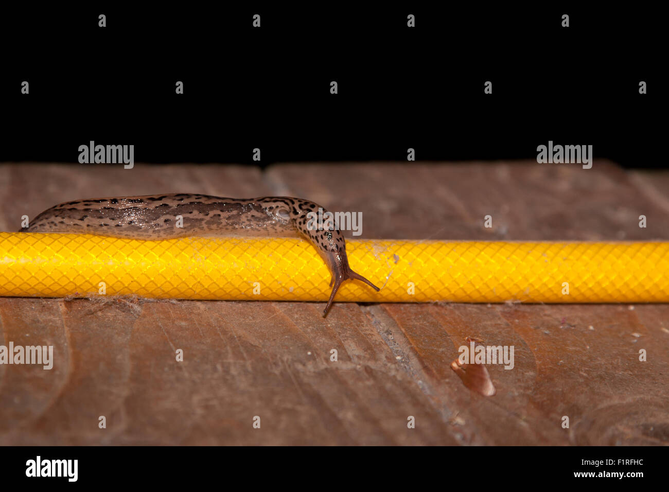 A large leopard slug travels along a yellow garden hose on an old ...