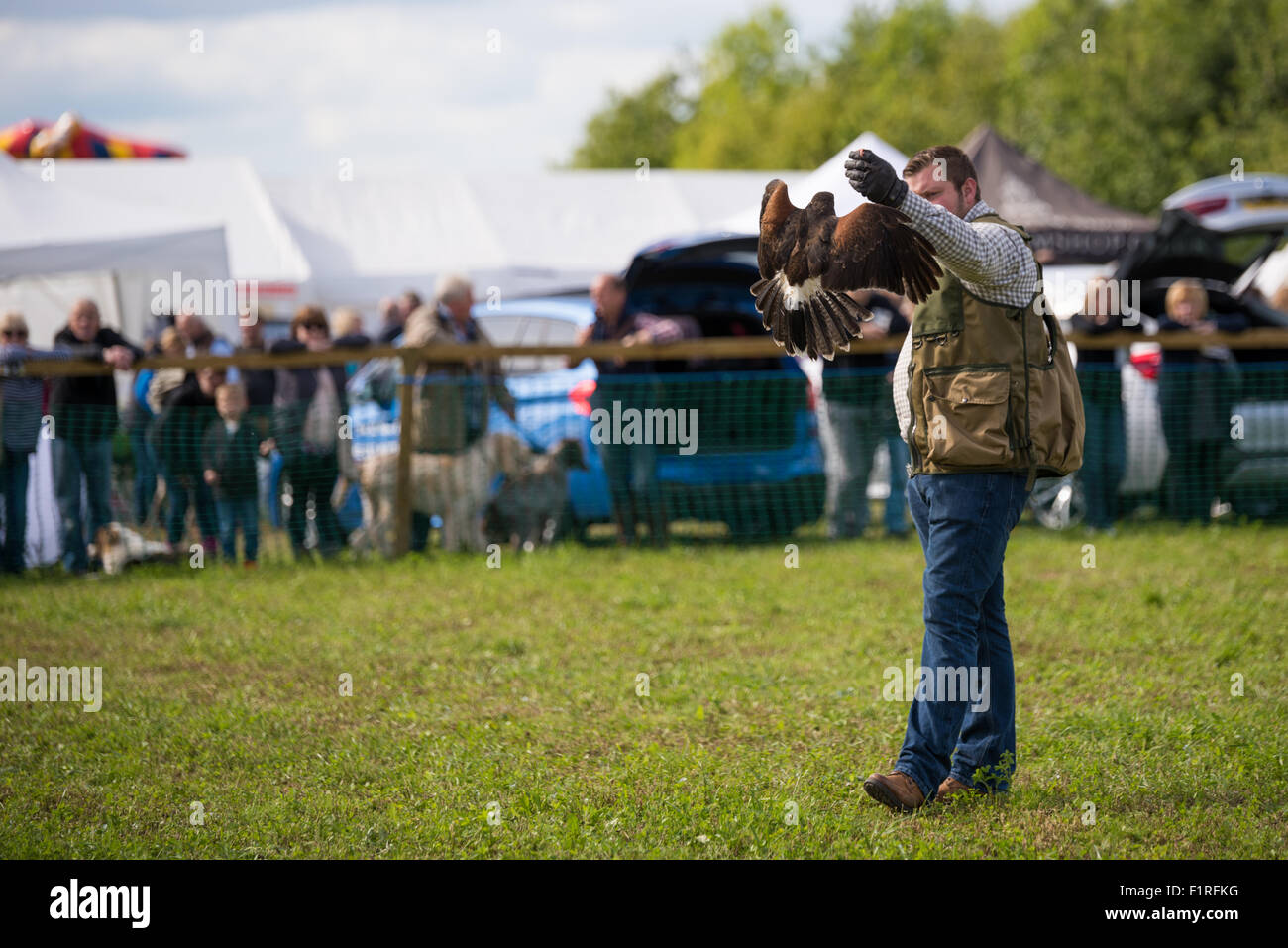 A female Lanner falcon with a male bird handler at The Beckbury Show ...