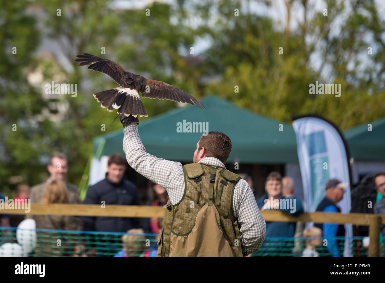 Bird wing display hi-res stock photography and images - Alamy