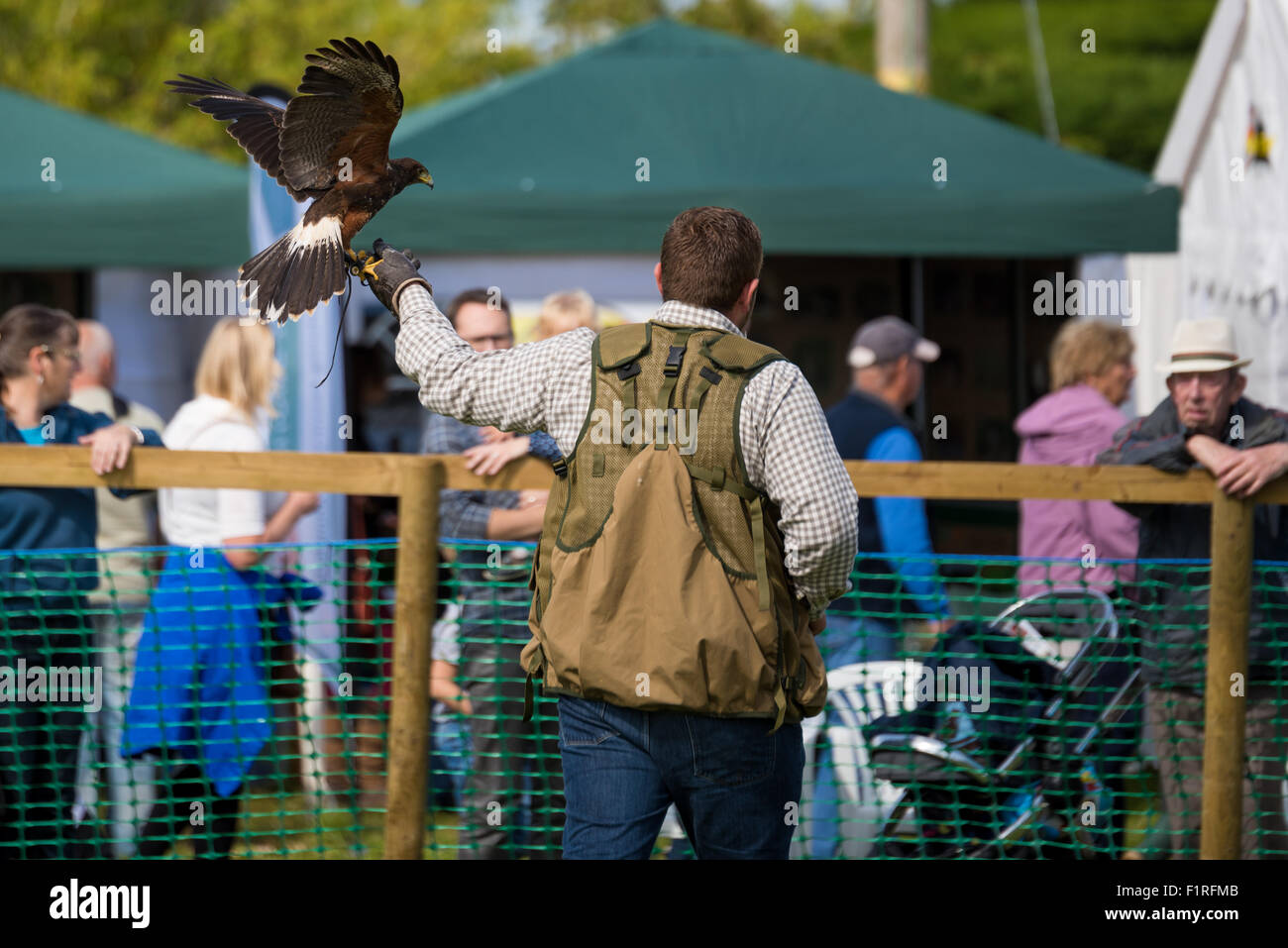 Bird wing display hi-res stock photography and images - Alamy