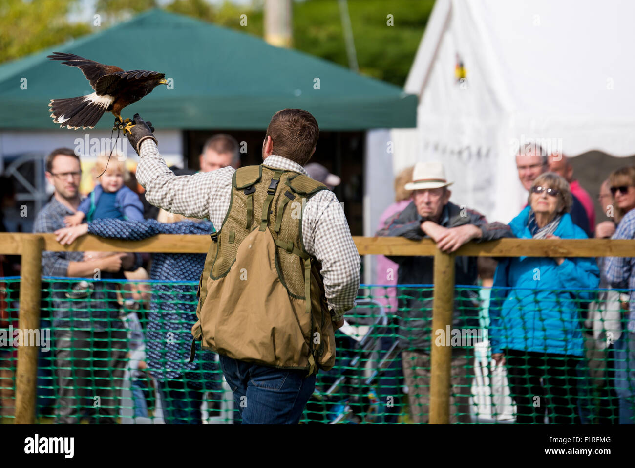Bird wing display hi-res stock photography and images - Alamy
