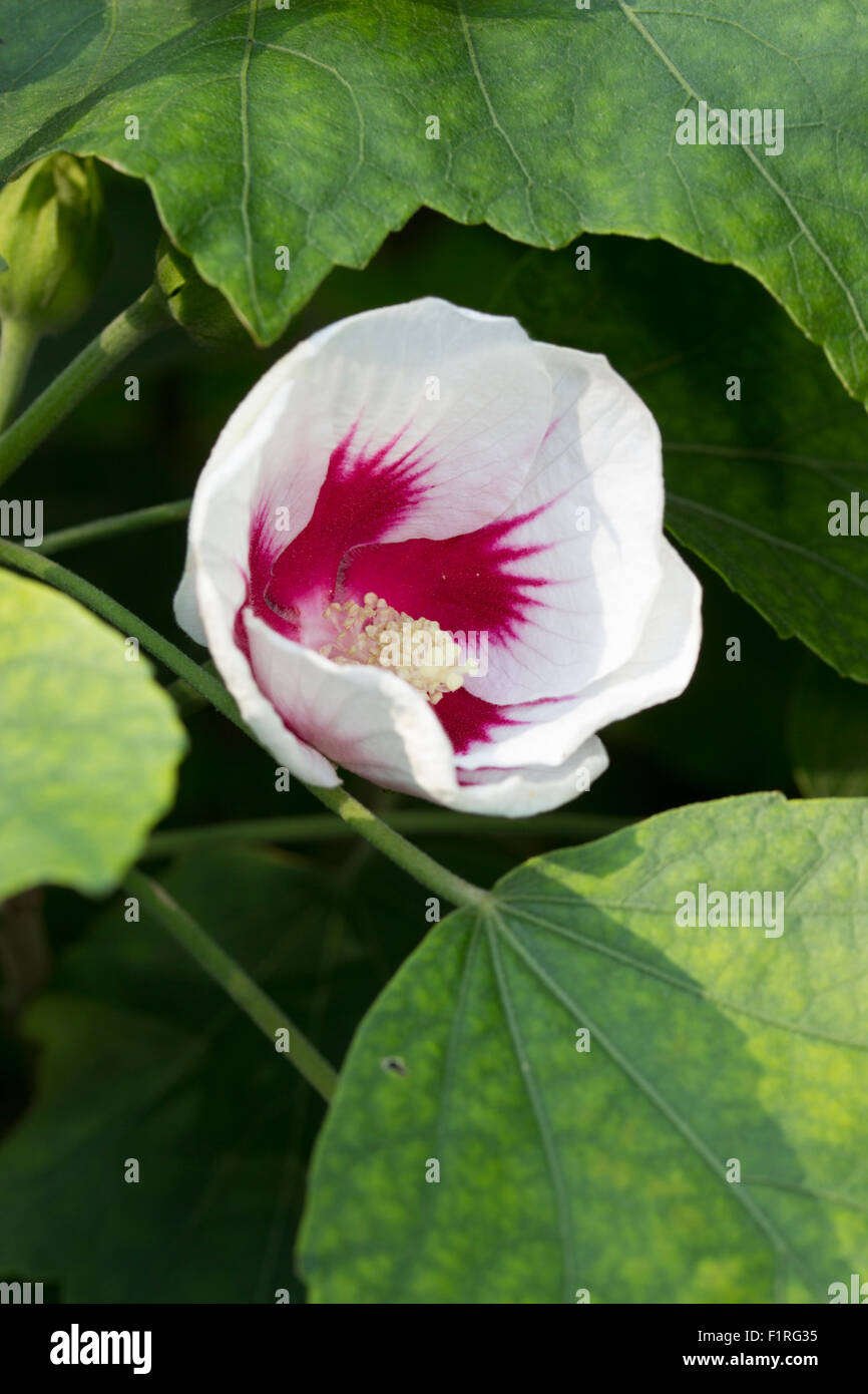 Pink centered white September flower of the hardy hibiscus, Hibiscus ...