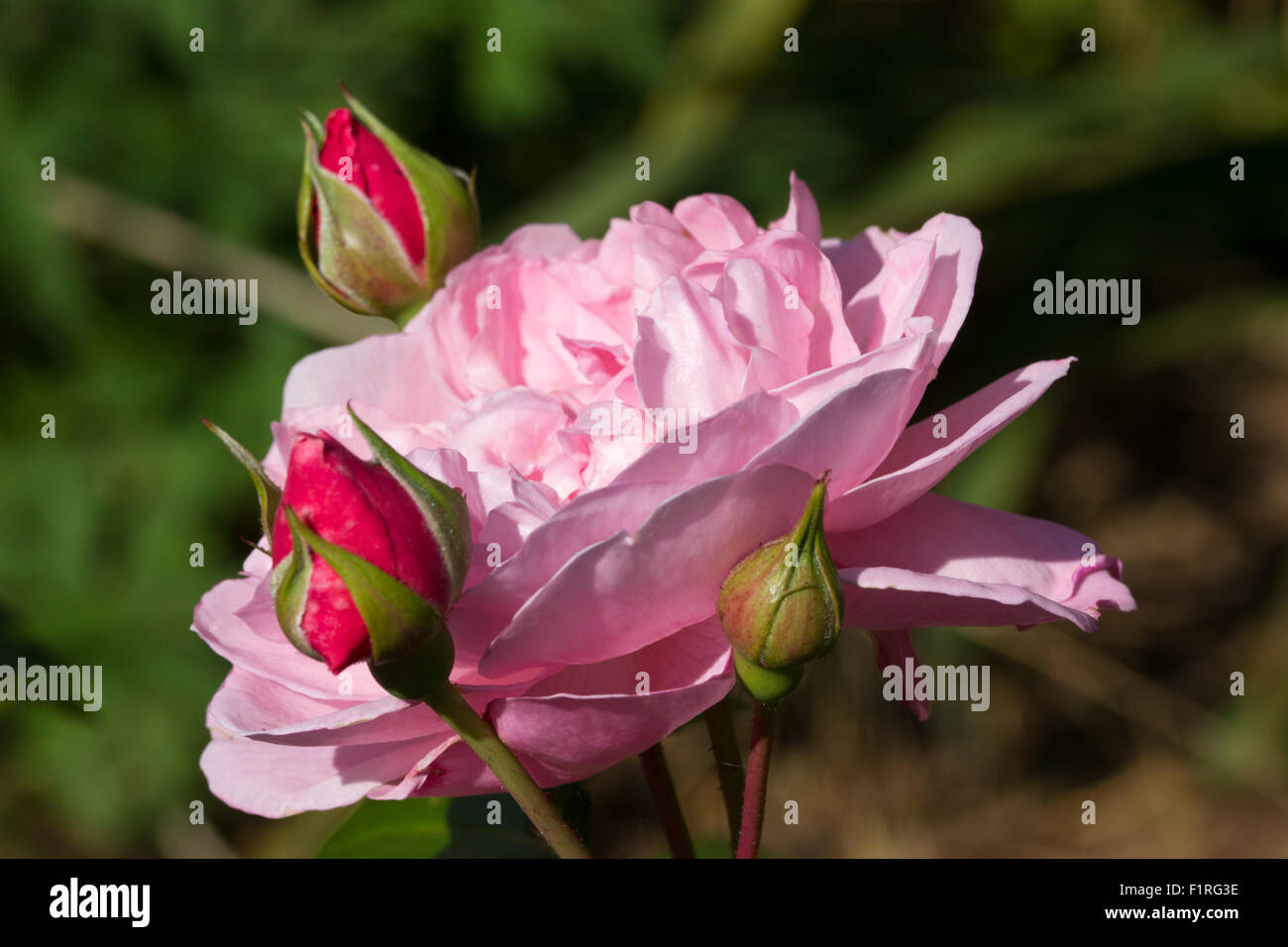 Flower and buds of the well scented English Rose, Rosa 'Strawberry Hill ...