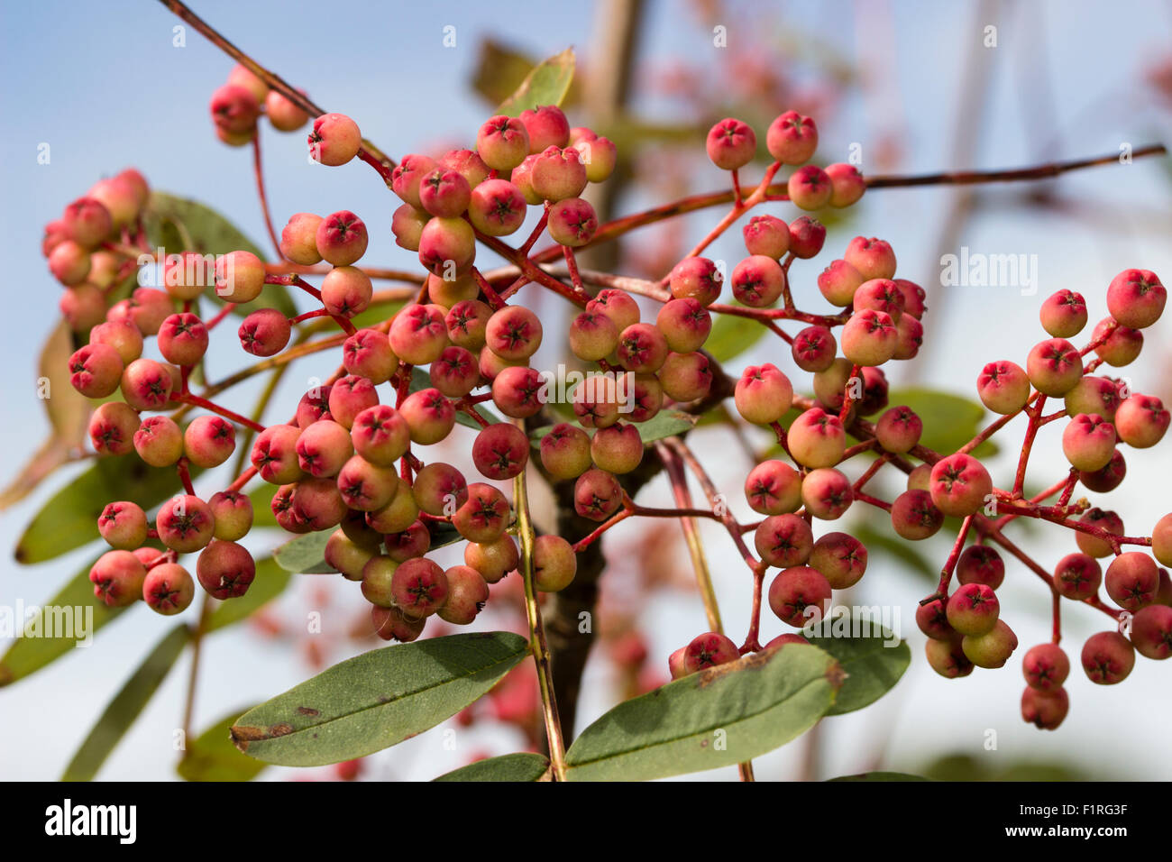 Pink autumn berries of the Chinese rowan, Sorbus pseudohupehensis ...