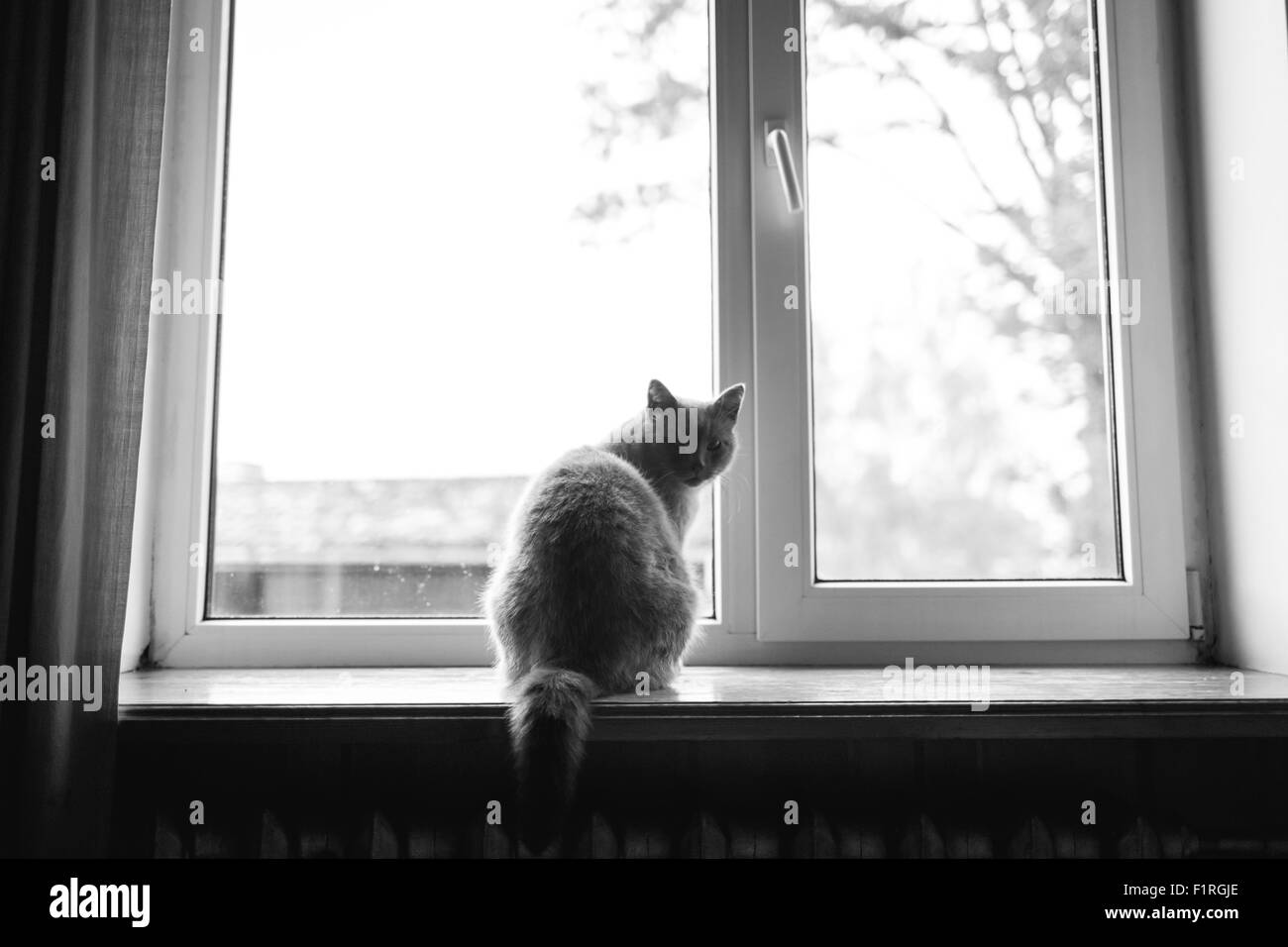 Cat backlight hi-res stock photography and images - Alamy