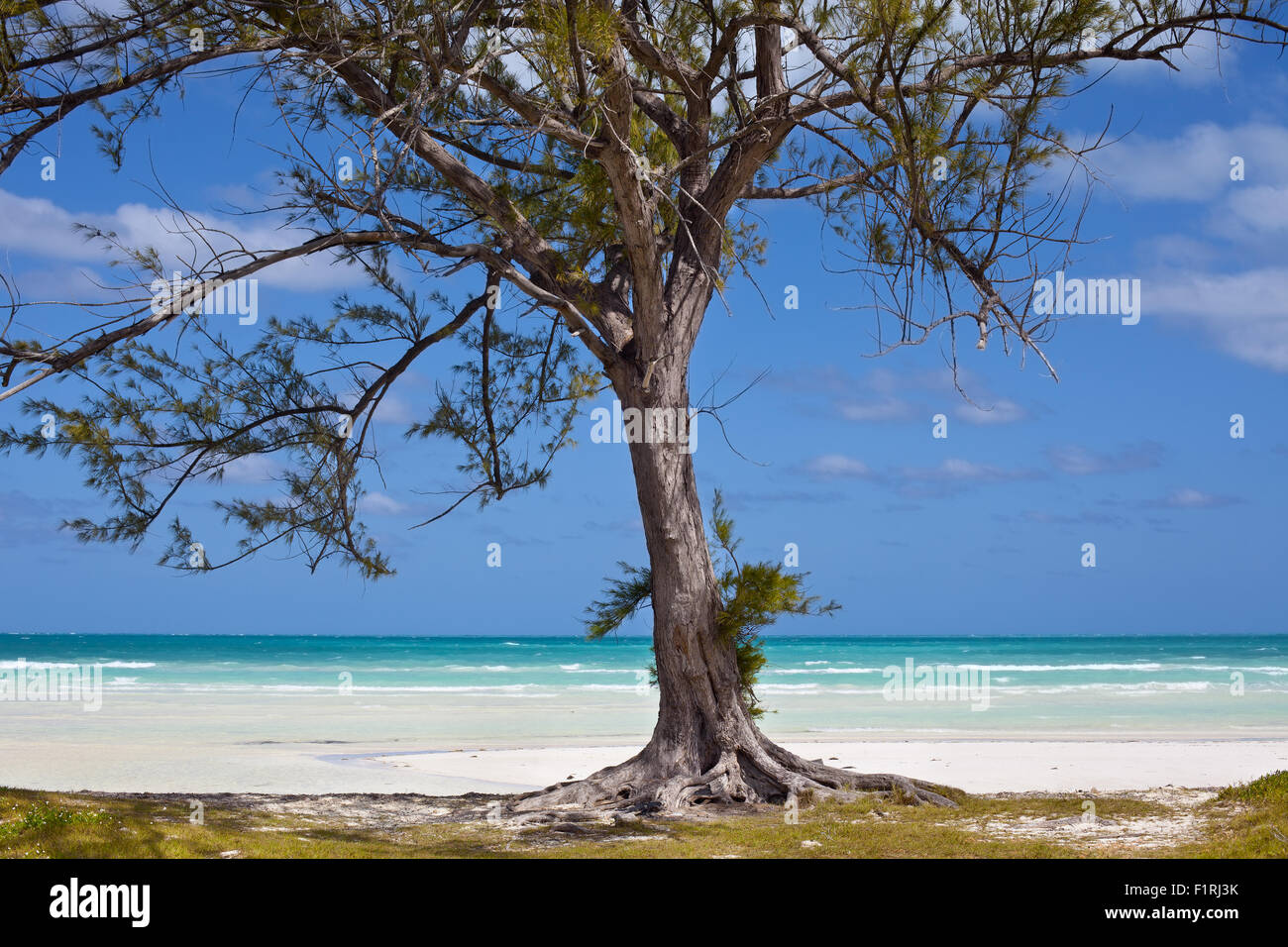 Caribbean sea sand pine trees hi-res stock photography and images - Alamy