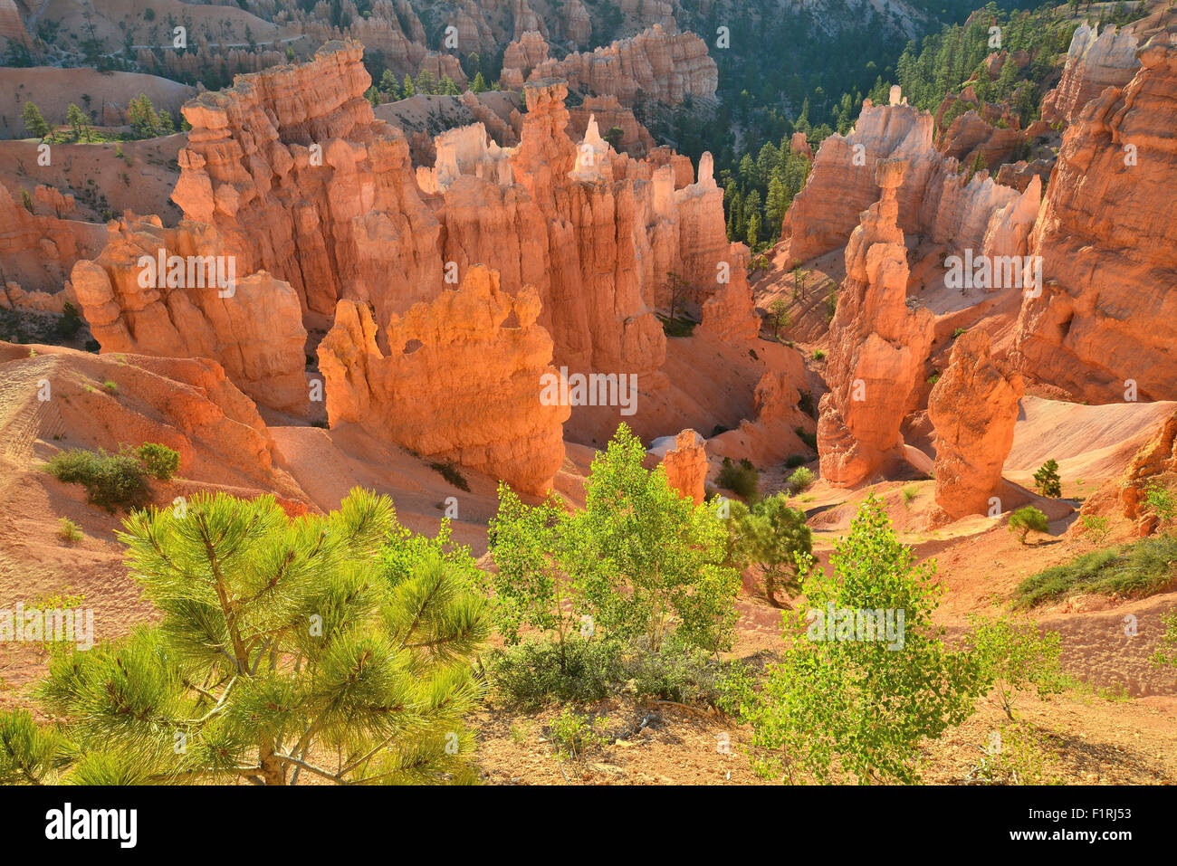 View of Queen's Garden from Navajo Loop Trail below Sunset Point in ...