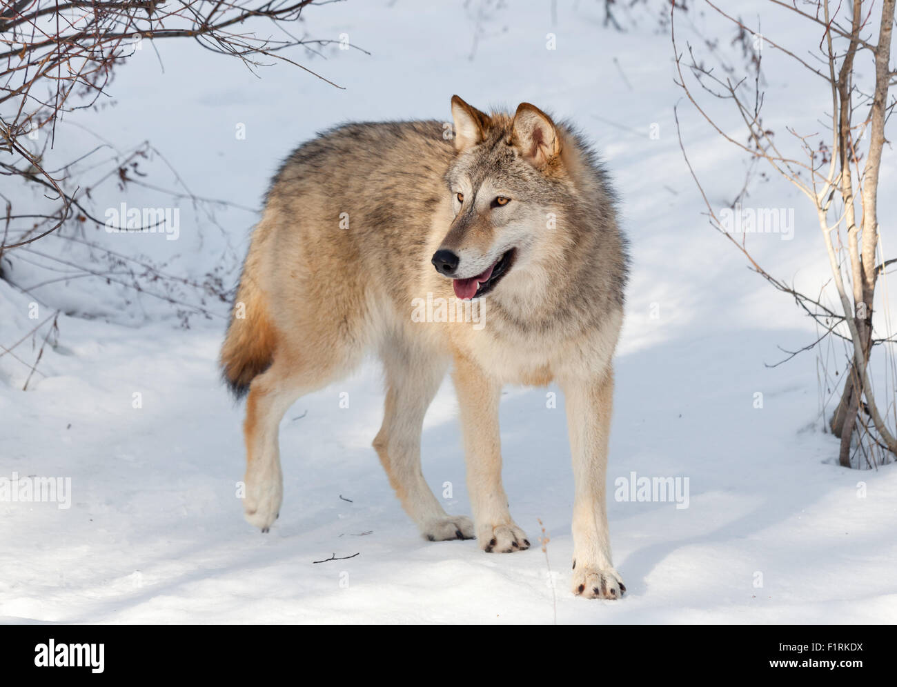 Wolf pack walking through snow hi-res stock photography and images - Alamy