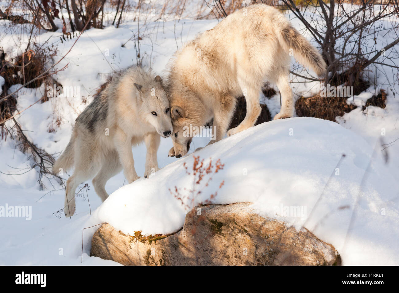 Two wolves of timber and arctic mixture show affection to each other as ...