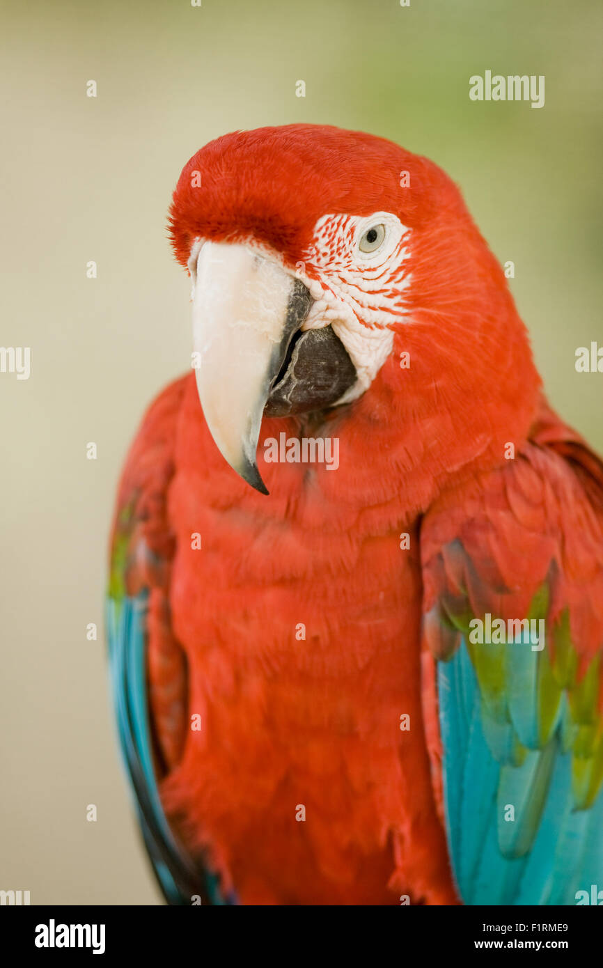 Avi fauna hi-res stock photography and images - Alamy