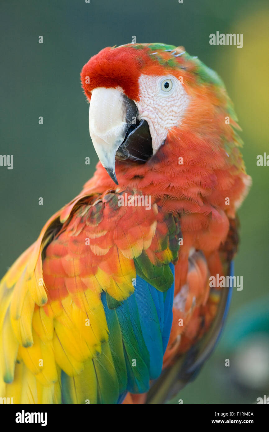 Avi fauna hi-res stock photography and images - Alamy