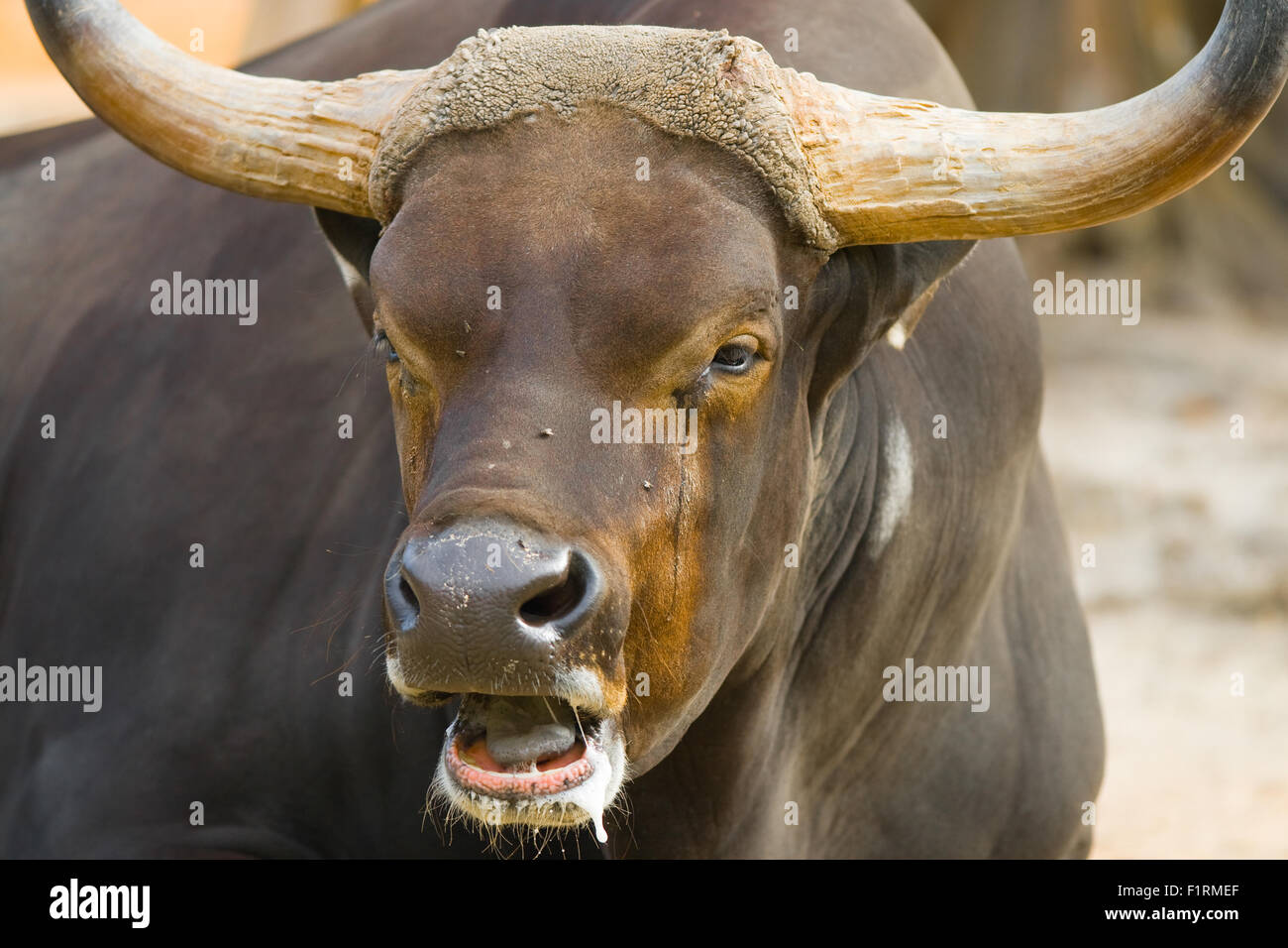 Close-up of a wild bull with its open mouth, Miami, Florida, USA Stock ...