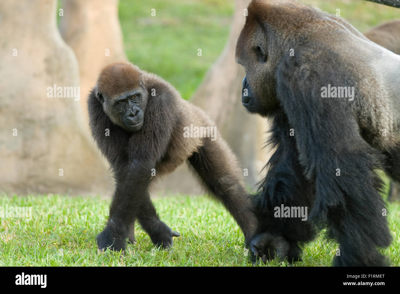 Two gorillas walking hi-res stock photography and images - Alamy