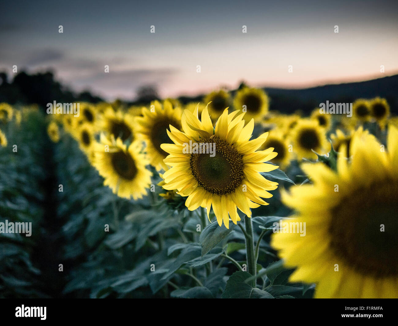 Sunflowers in the sunset Stock Photo - Alamy