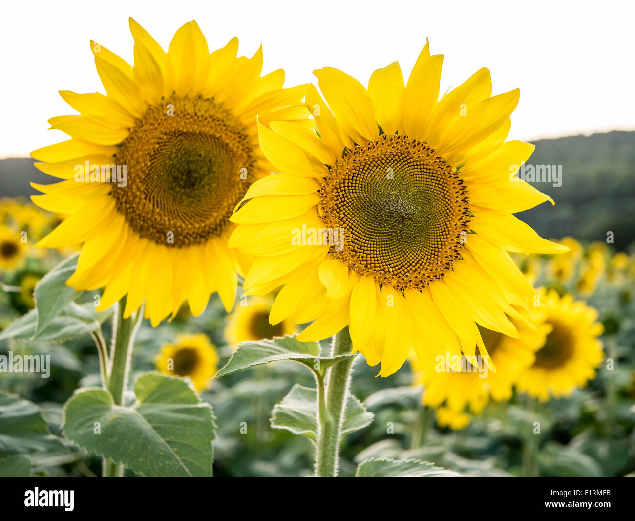 Two Sunflowers Side by side In Field Stock Photo Alamy