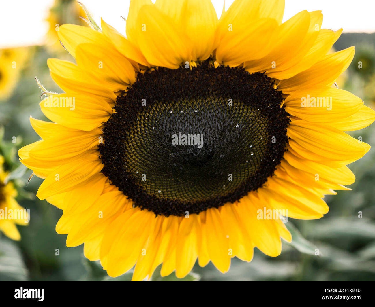 Close up of sunflower with water droplets on face Stock Photo - Alamy