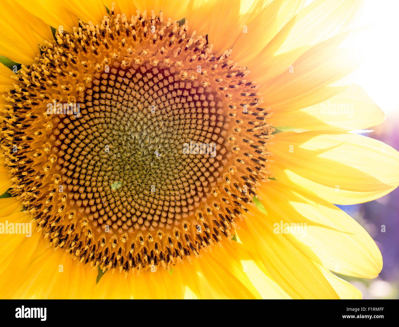 Sunflower face hi-res stock photography and images - Alamy