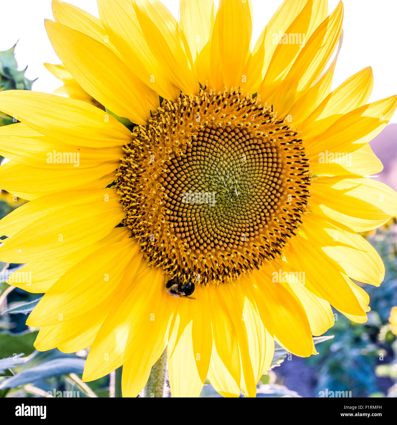 Sunflower face hi-res stock photography and images - Alamy