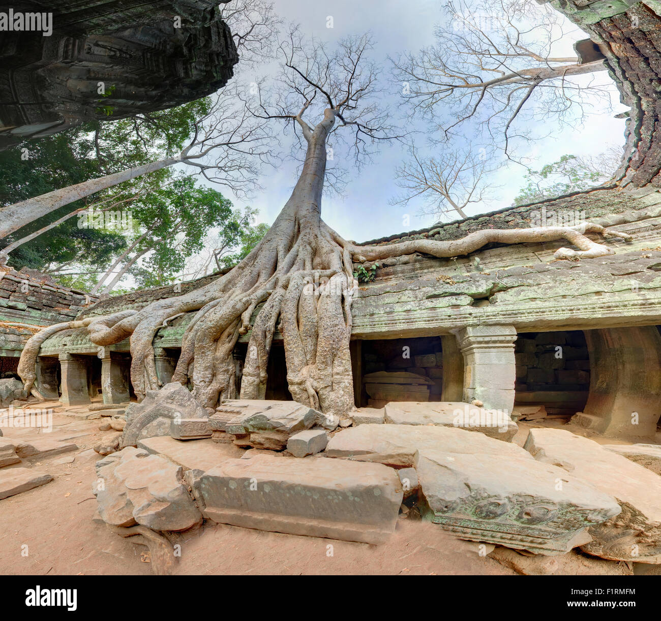 Giant root ancient rainforest tree hi-res stock photography and images ...
