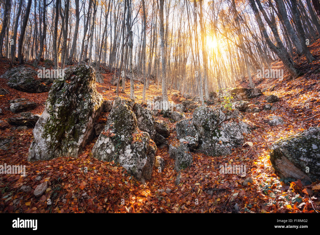 Rock forest background hi-res stock photography and images - Alamy