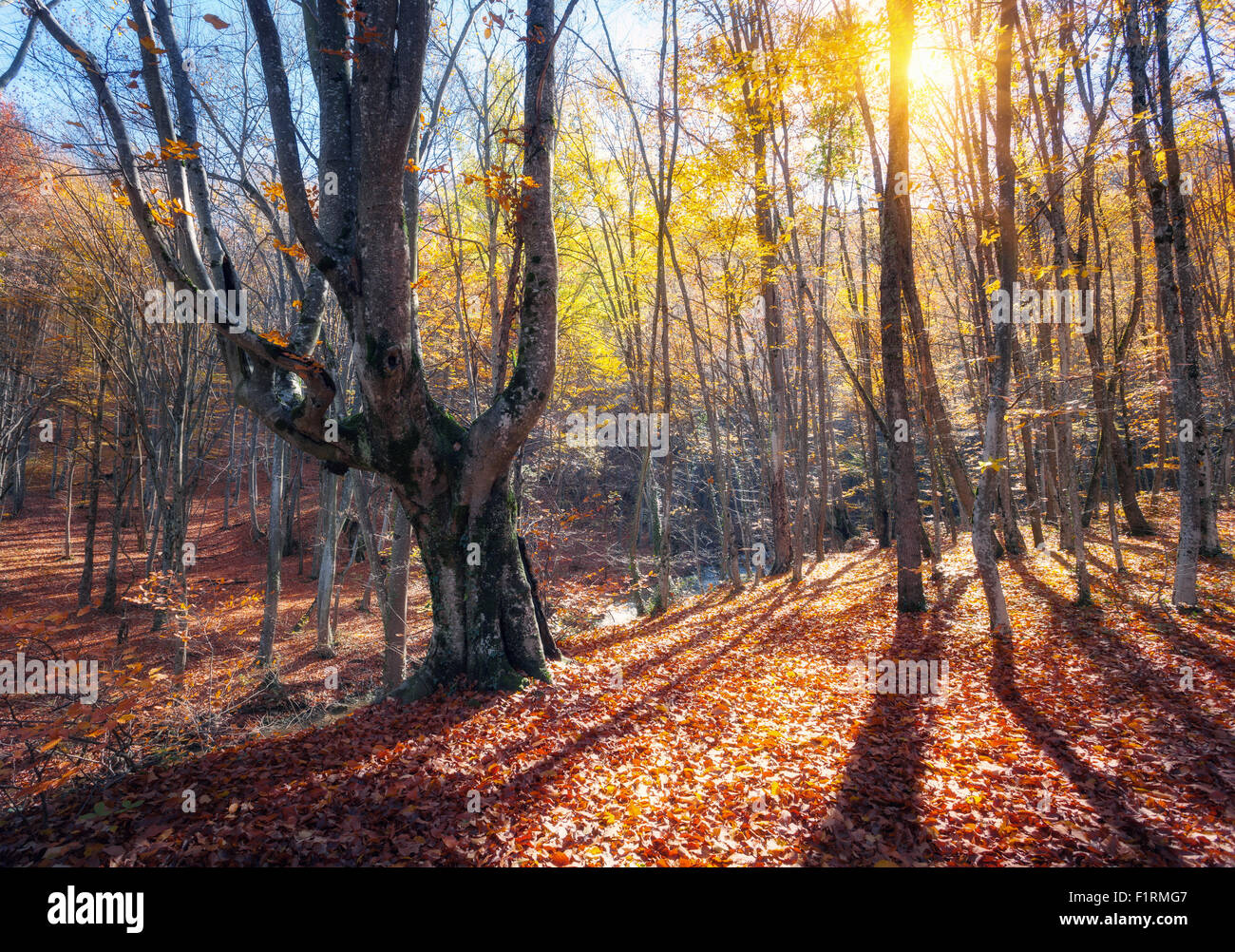 Beautiful autumn forest in crimean mountains at sunset. Nature ...
