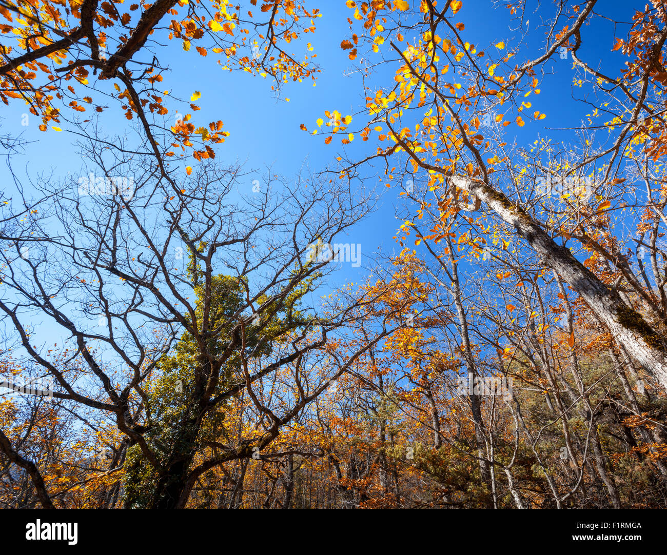 Autumn forest. Trees pattern. Looking up the blue sky. Nature ...