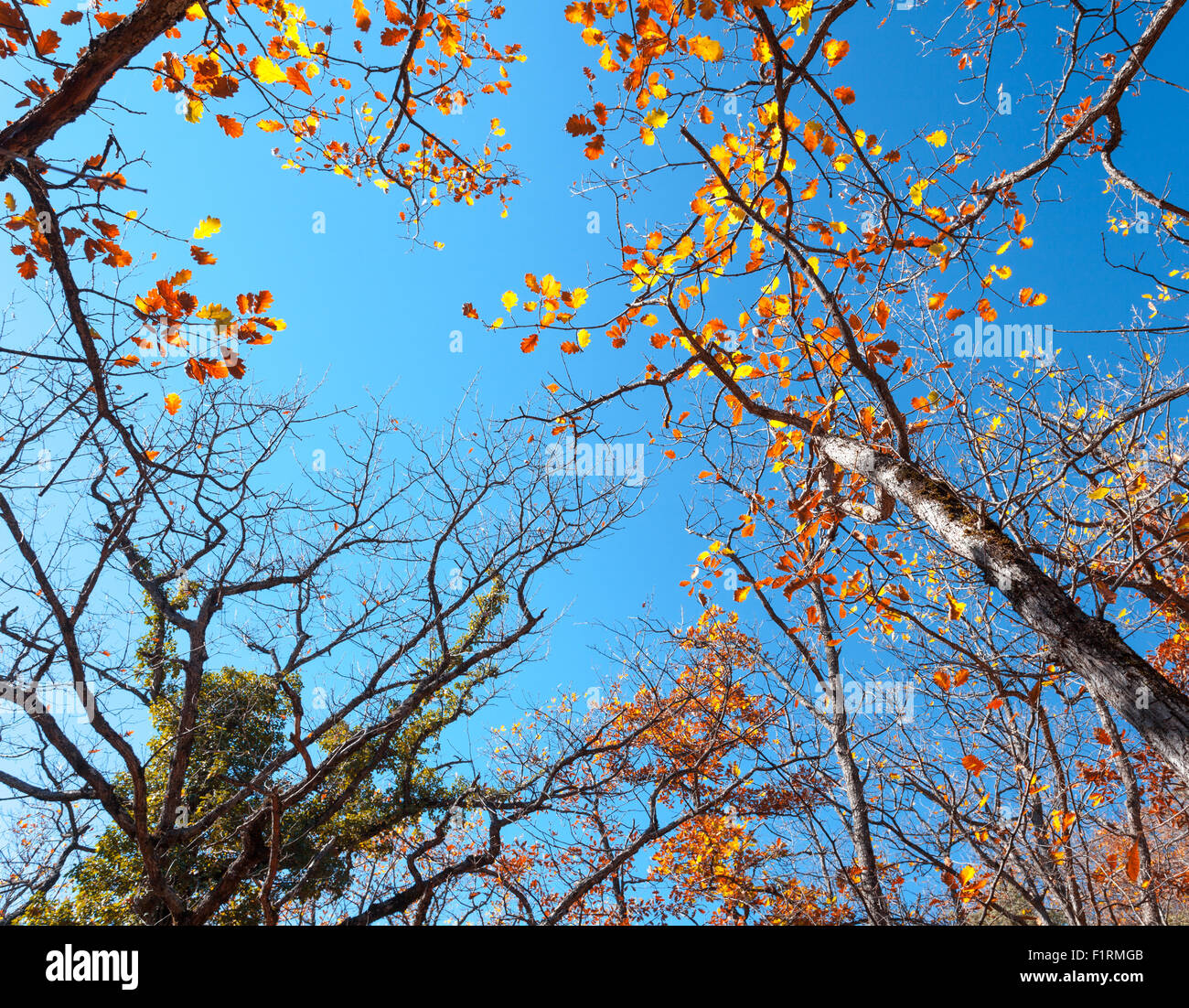 Autumn forest. Trees pattern. Looking up the blue sky. Nature ...