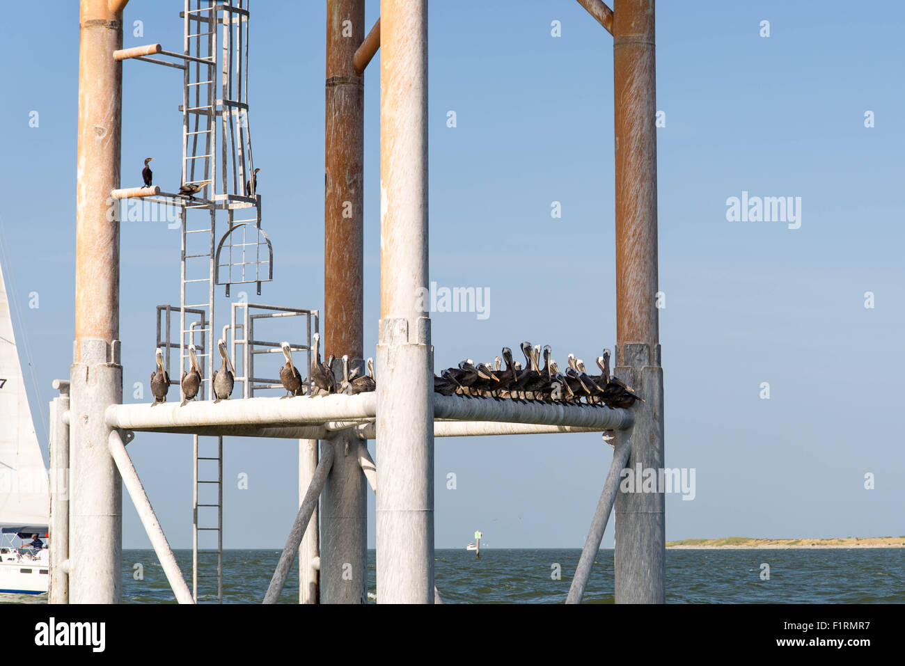 steel structure in the ocean with resting pelicans Stock Photo - Alamy