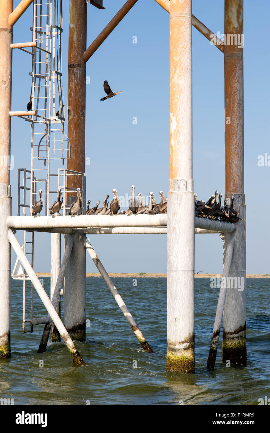 steel structure in the ocean with resting pelicans Stock Photo - Alamy
