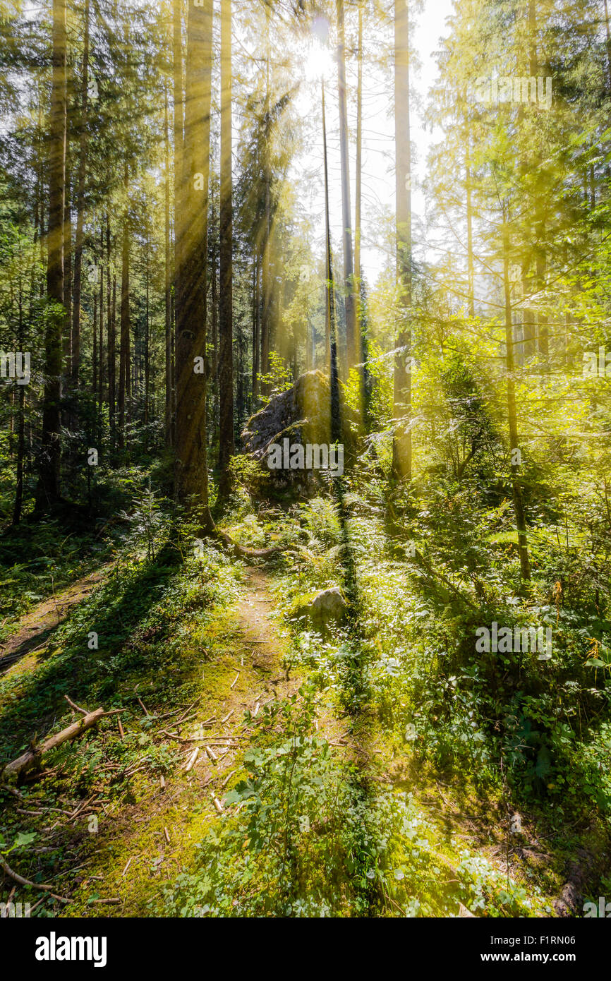 Light breaking through forest trees hi-res stock photography and images - Alamy