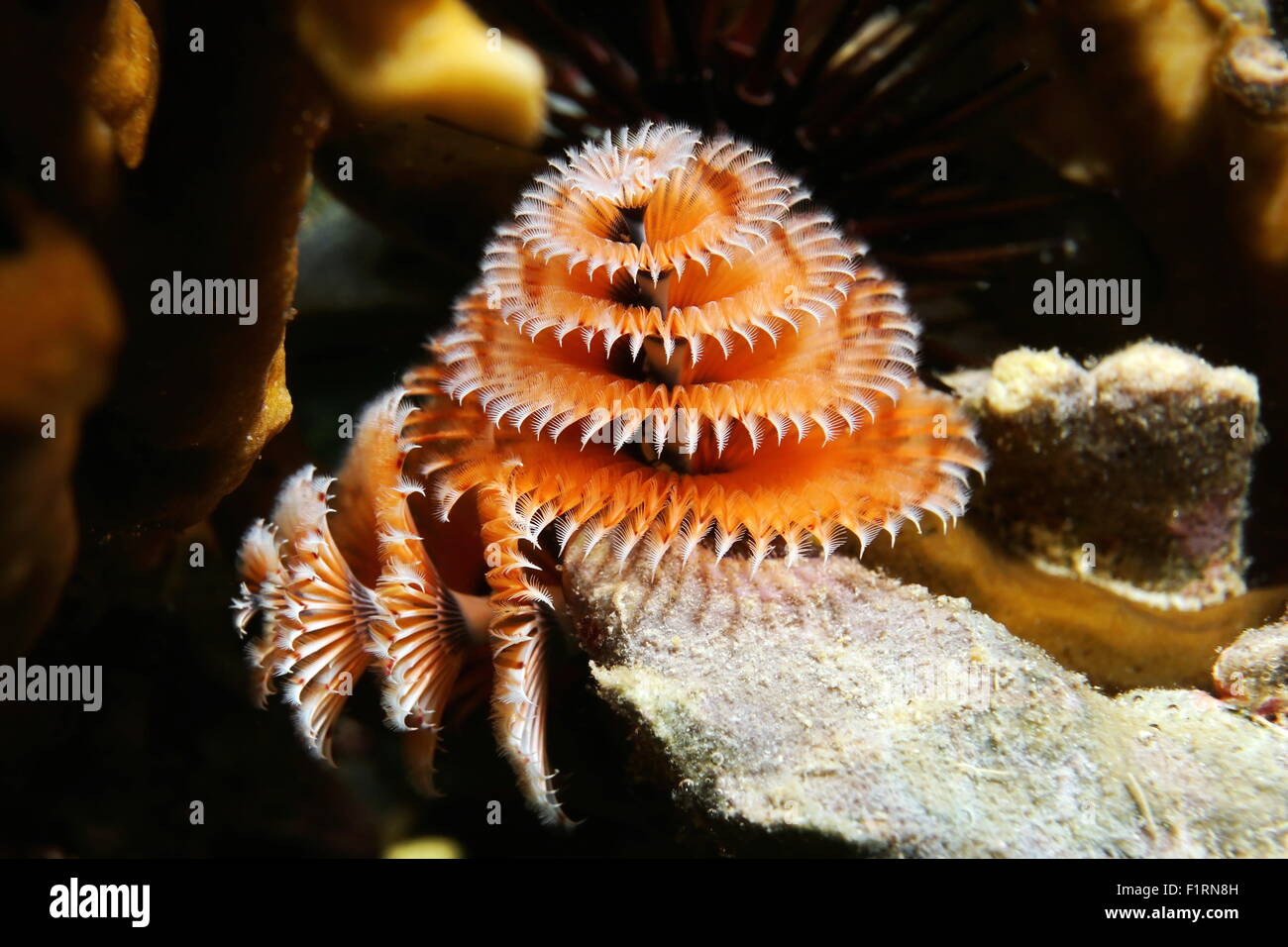 Underwater marine life, a Christmas tree worm, Spirobranchus giganteus ...