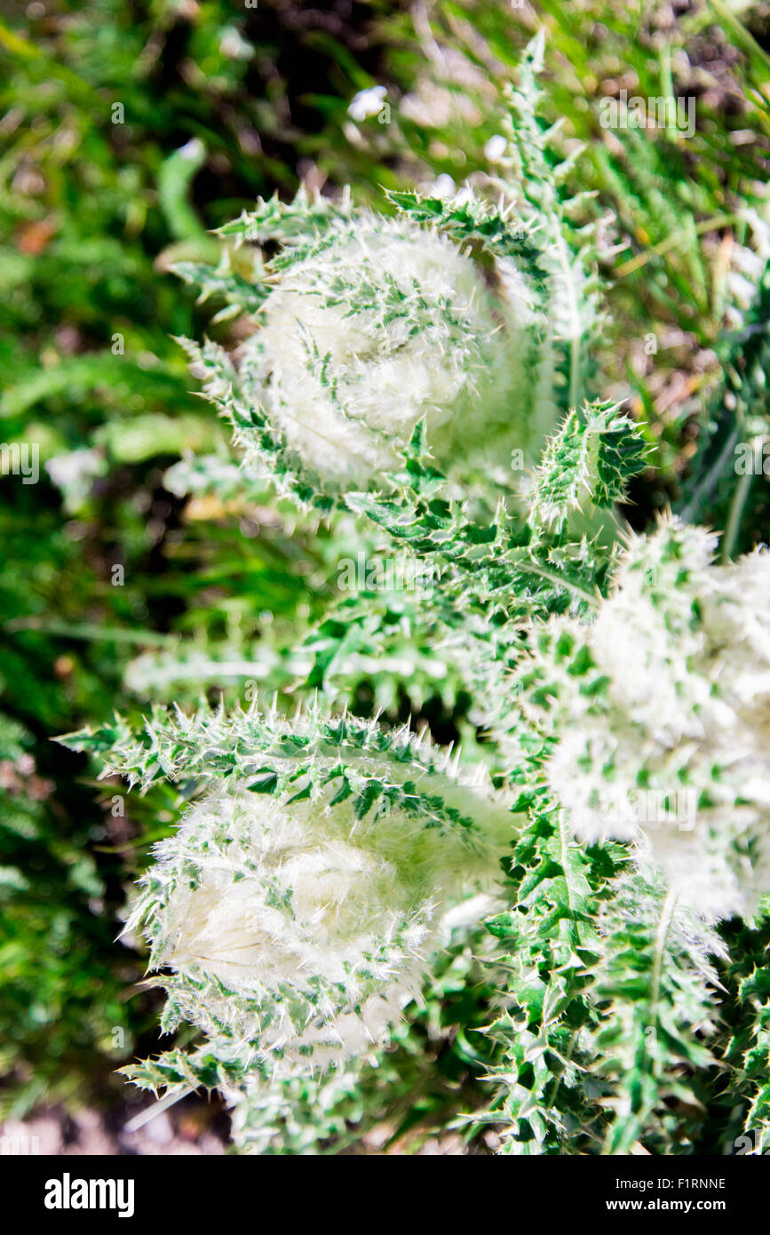 a field with white furry flowers Stock Photo - Alamy