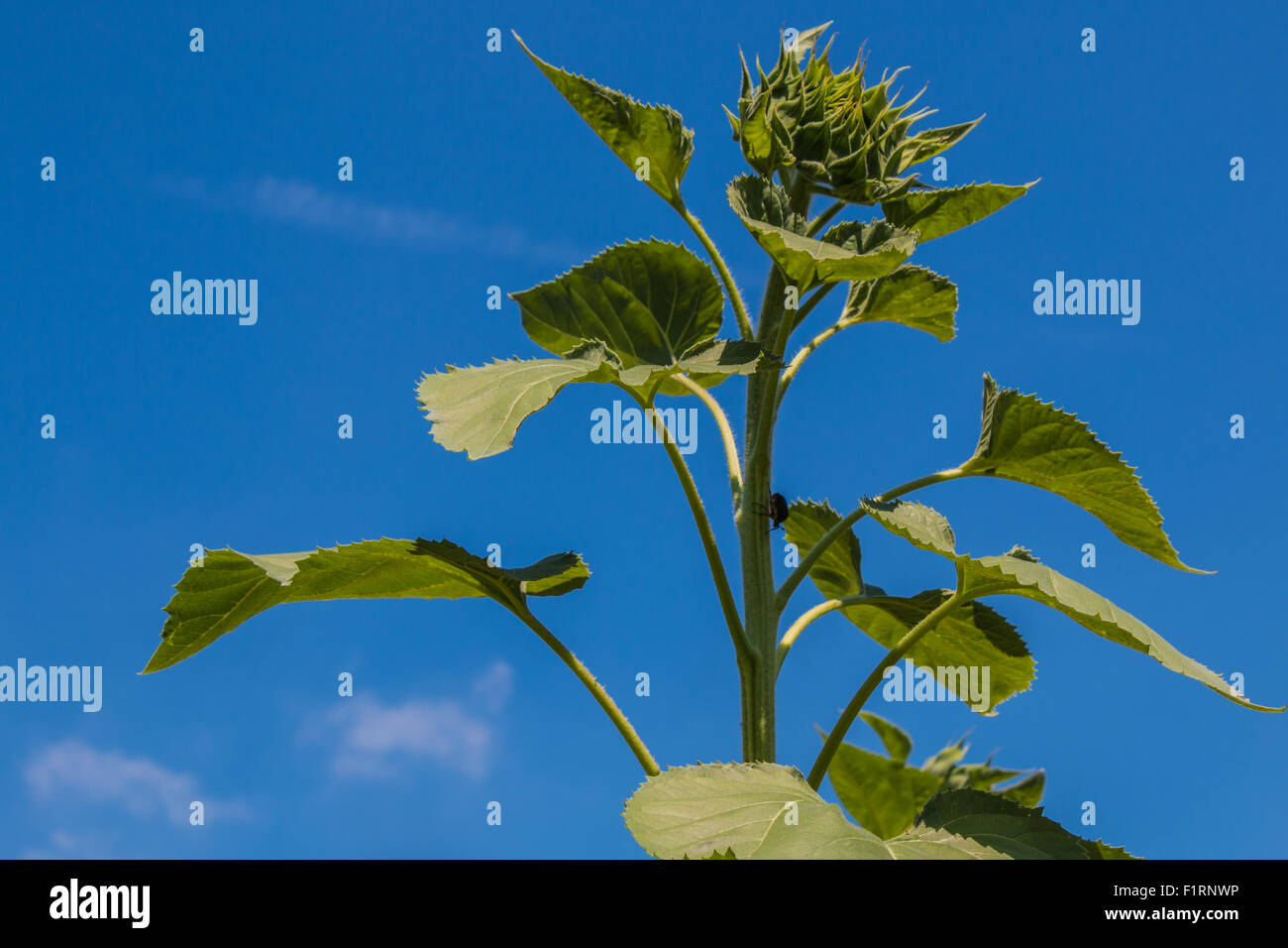 Budding Sunflower Plant Stock Photo - Alamy