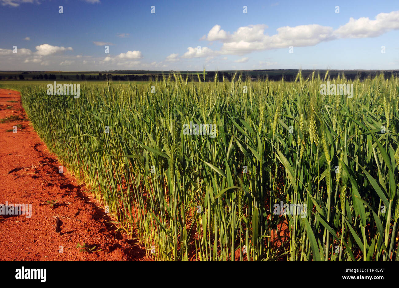 Moora, Wheatbelt region, Western Australia. 6th September, 2015. Late ...