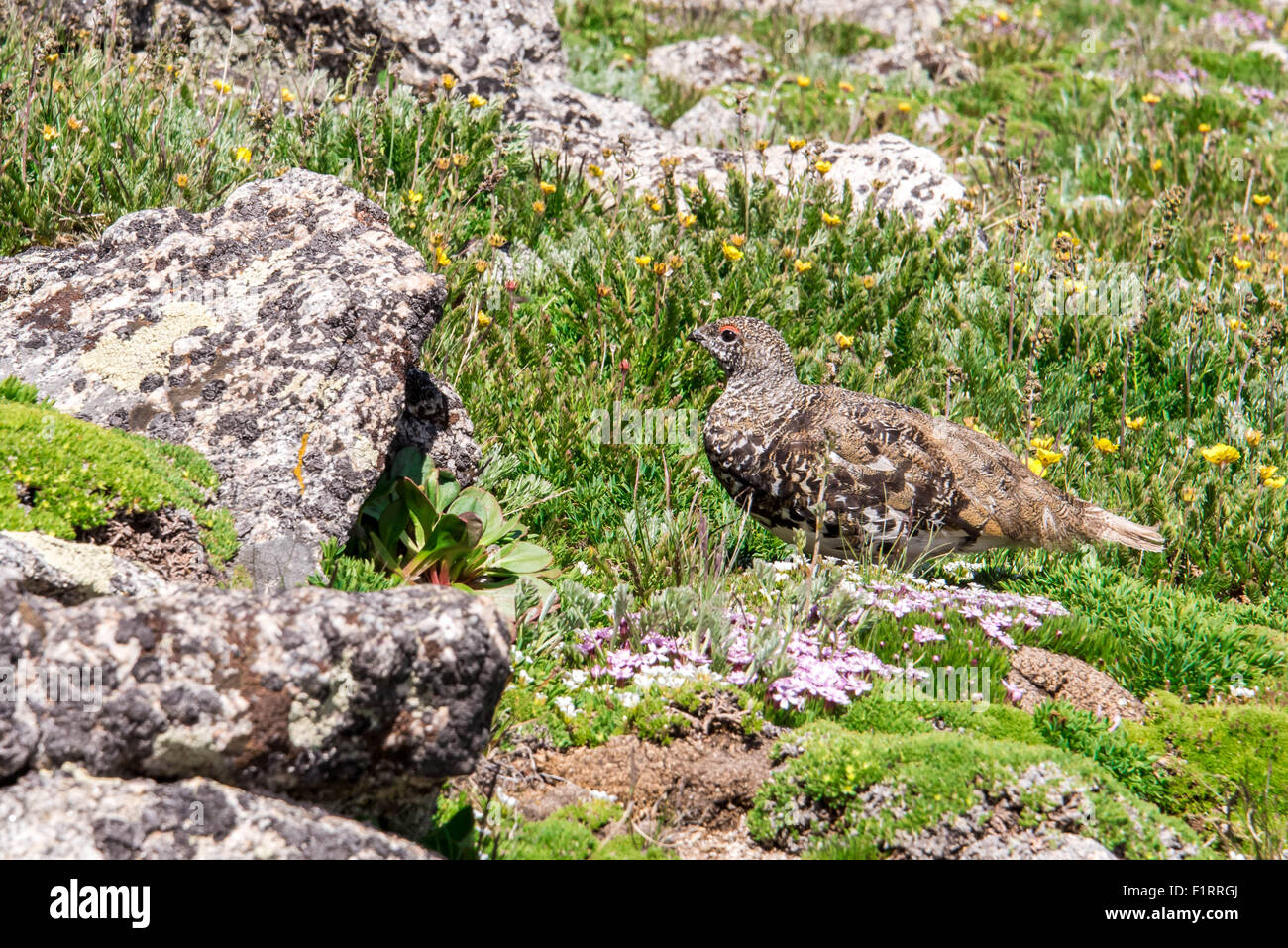 mountain landscape scenery above timberline with Ptarmigan camouflaged ...
