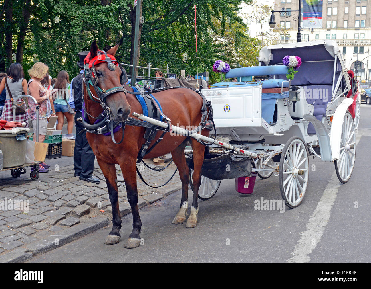 Overworked horses hi-res stock photography and images - Alamy