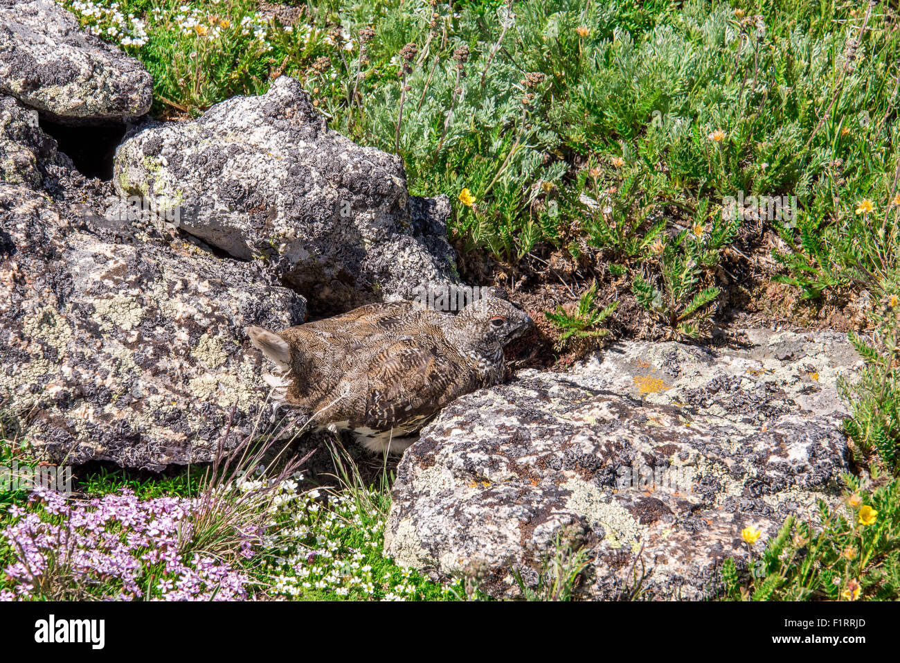 mountain landscape scenery above timberline with Ptarmigan camouflaged ...