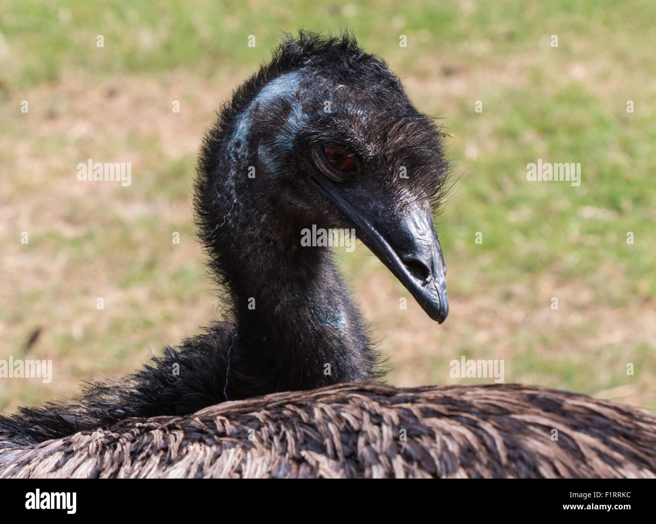 Head, neck and top of body of emu Stock Photo - Alamy