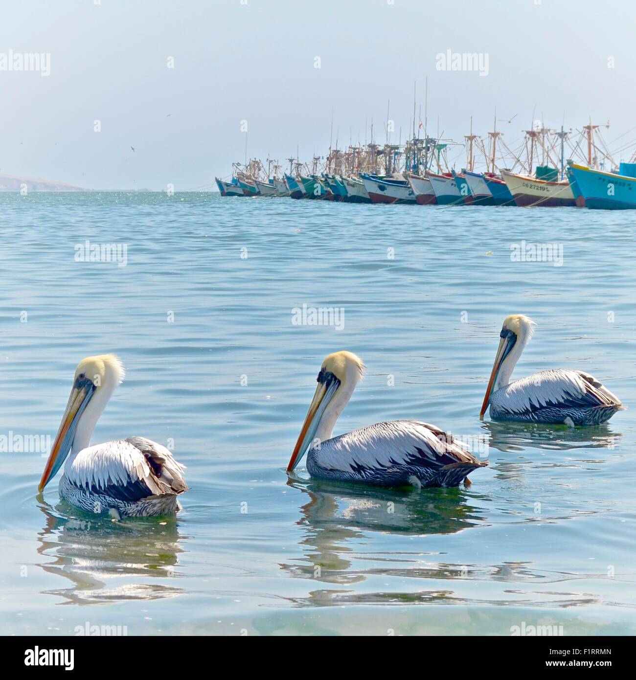 Fishing boats and Pelicans in the harbour of Paracas. Ica, Peru Stock ...