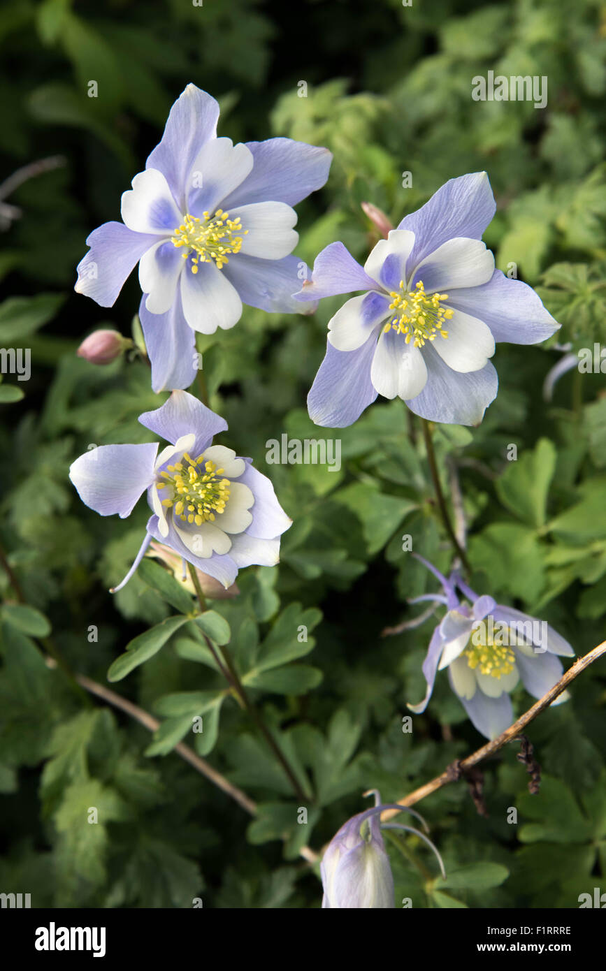 a field with Rocky Mountain blue columbine flowers Stock Photo - Alamy