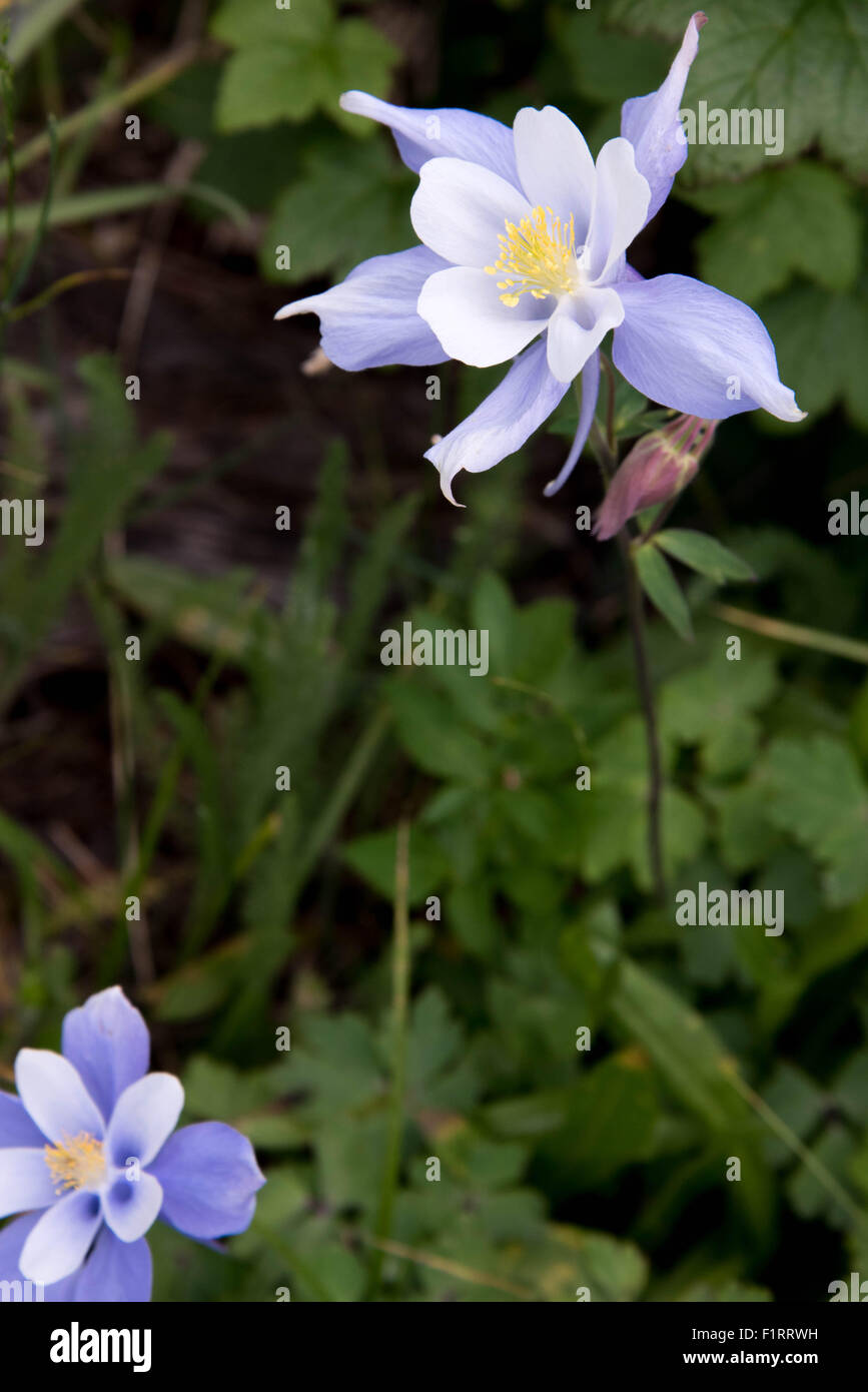 a field with Rocky Mountain blue columbine flowers Stock Photo - Alamy