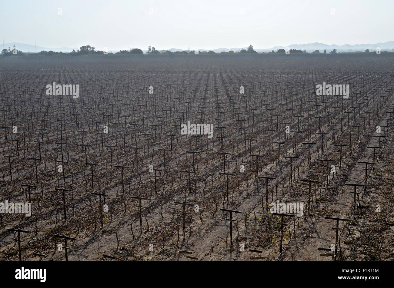 Peruvian Pisco and wine production in vineyards near Ica, Peru Stock ...