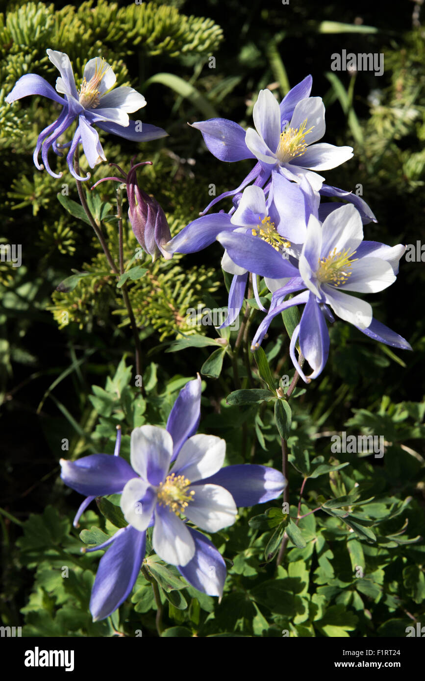 a field with Rocky Mountain blue columbine flowers Stock Photo - Alamy