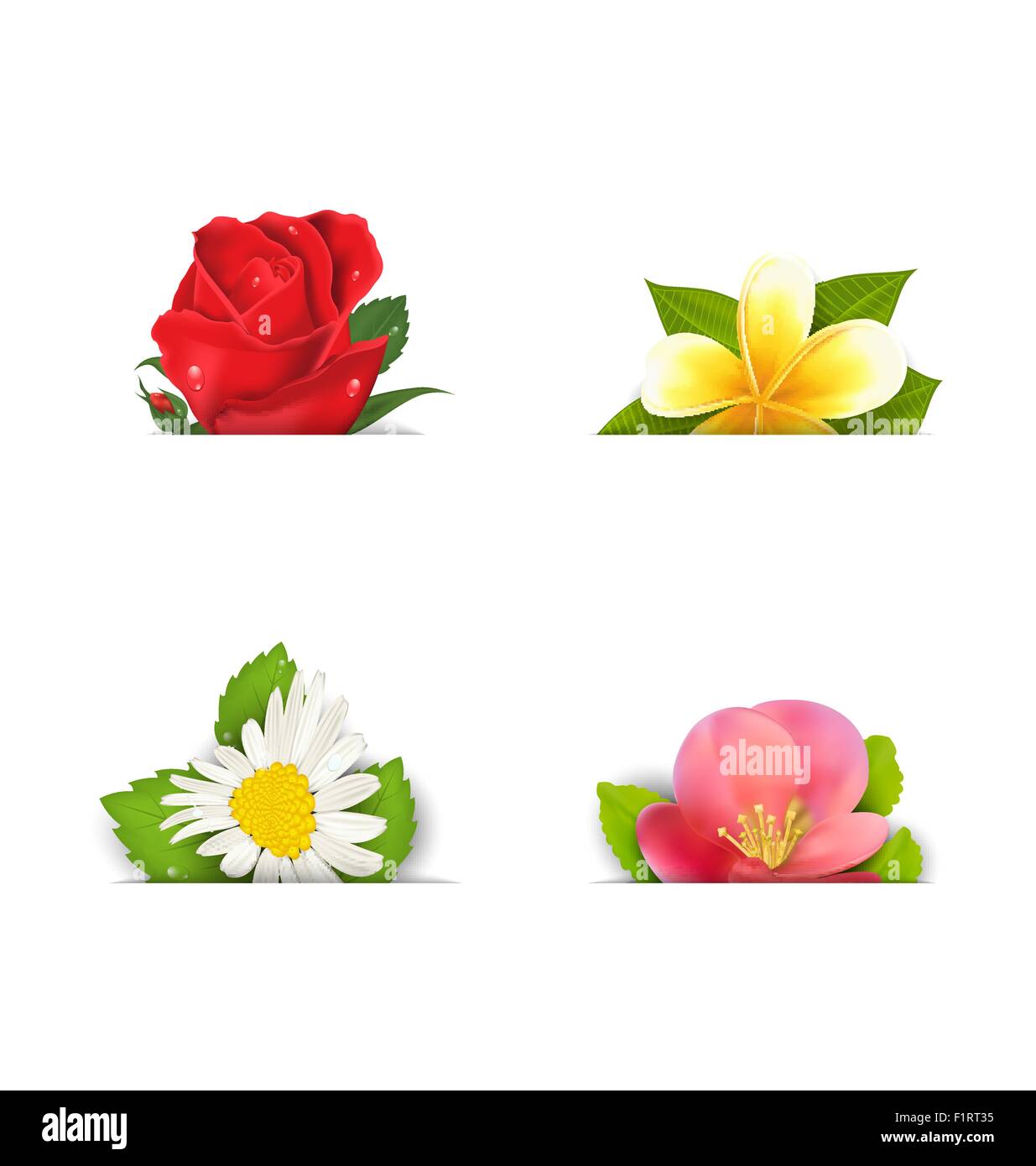 Blooming white rose bush Stock Vector Images - Alamy